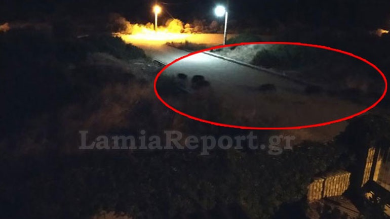 Λαμία: Τα αγριογούρουνα έκαναν βόλτα στα σπίτια! - Pieria News